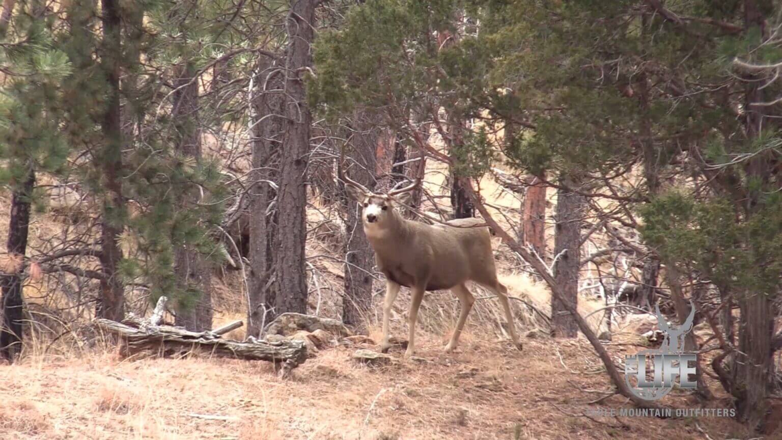 deer-thumb - Table Mountain Outfitters